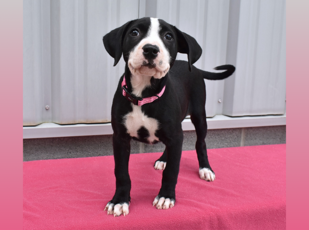 Adopt Jackie! - Sandhills Sentinel