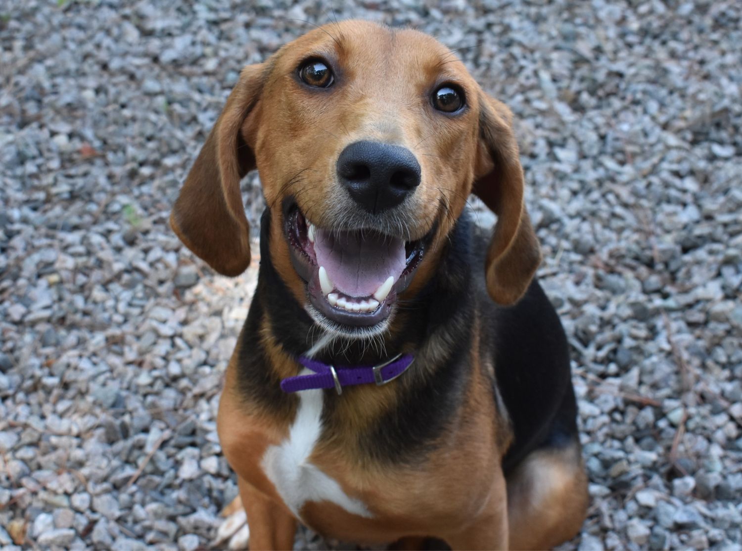 Pets Page Archives - Sandhills Sentinel