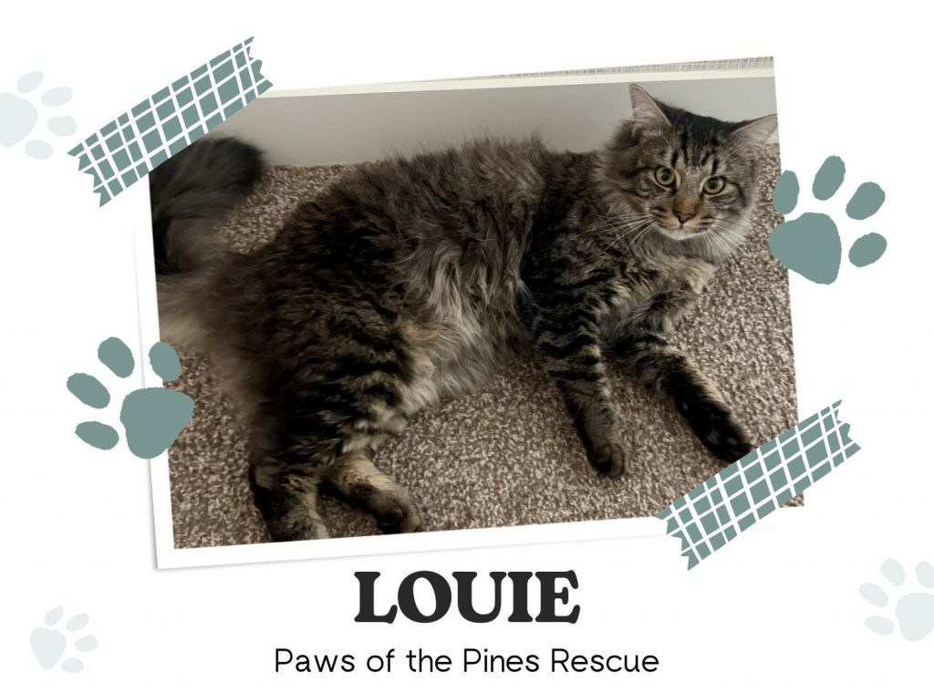 Feline good: Adopt Louie! - Sandhills Sentinel