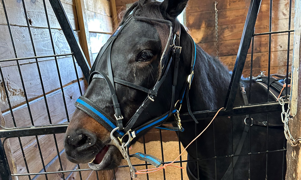 Horse 2 CP Pinehurst Racing Partners - Sandhills Sentinel