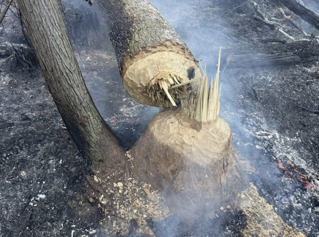 Beaver-gnawed tree sparks small woods fire in Pinebluff district ...