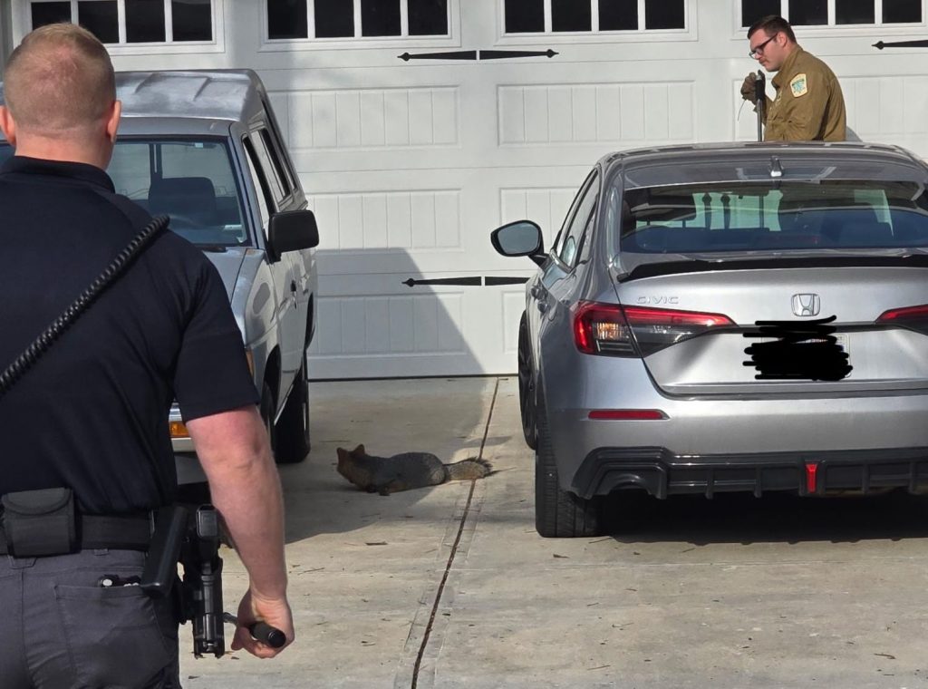 Rabid fox prompts precautionary advisory in Vass - Sandhills Sentinel